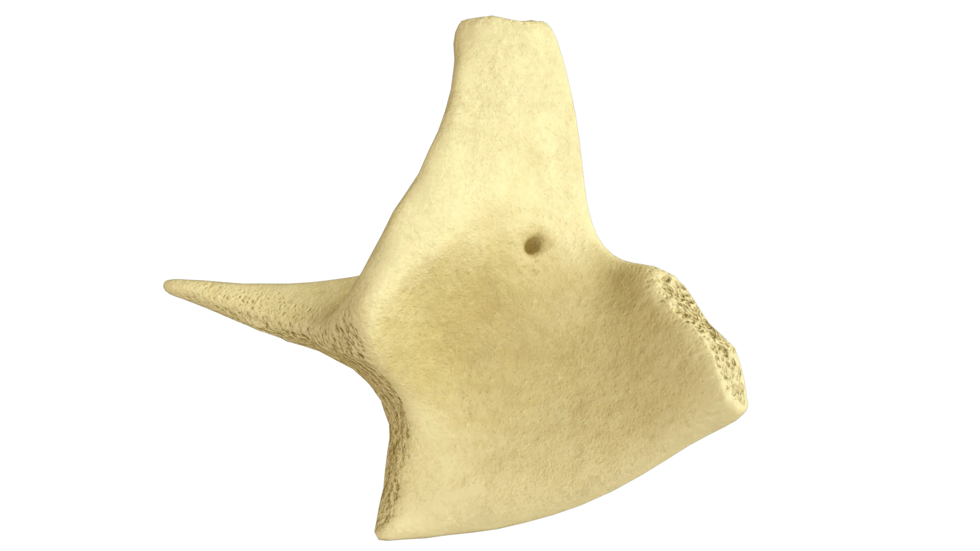 Modelo anatómico 3D del hueso malar (izquierda) | VOKA